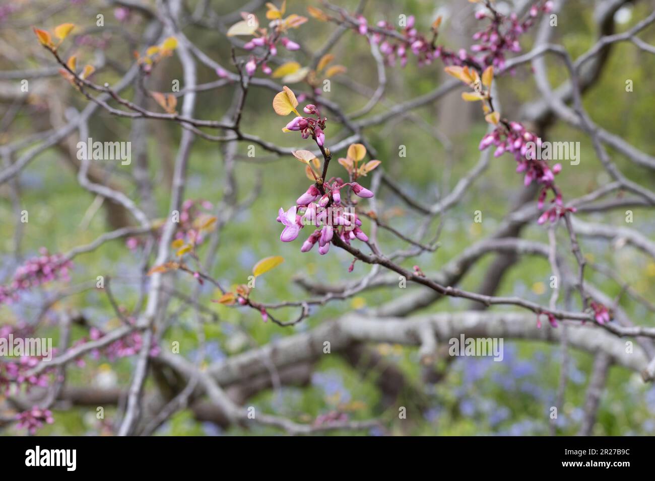 Cercis siliquastrum - Judas tree Stock Photo - Alamy