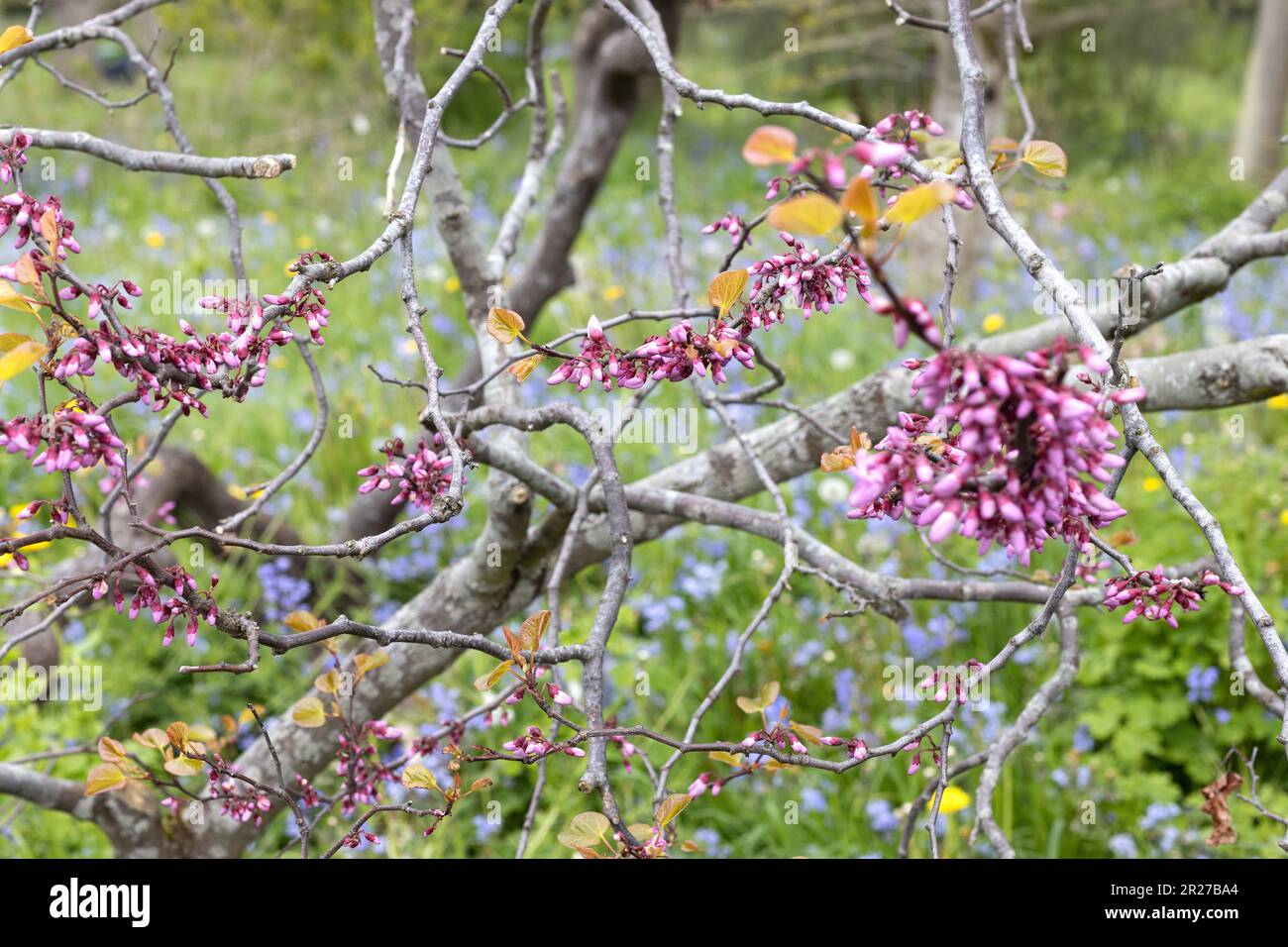 Cercis siliquastrum - Judas tree Stock Photo - Alamy
