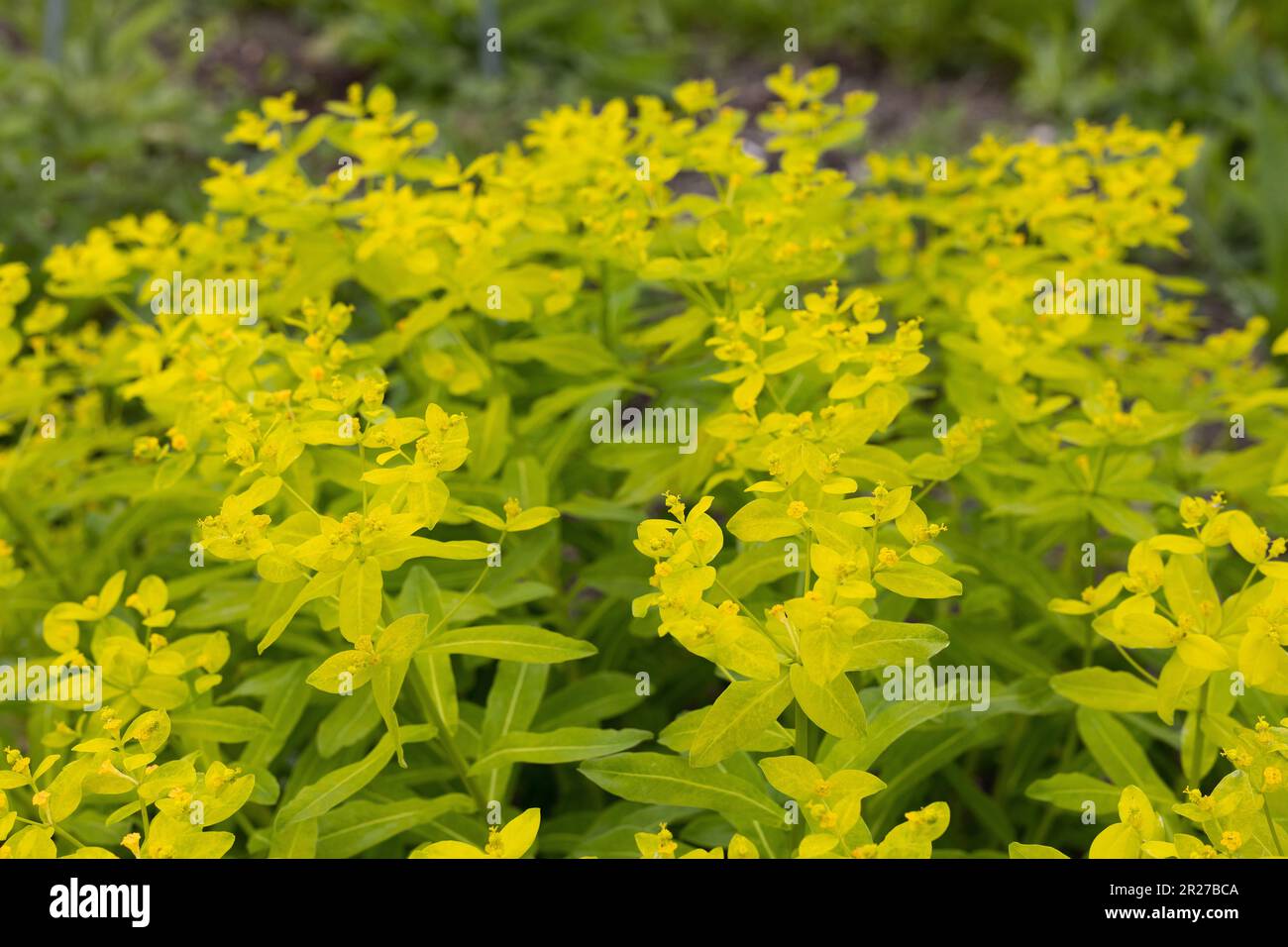 Euphorbia hyberna - Irish spurge Stock Photo - Alamy