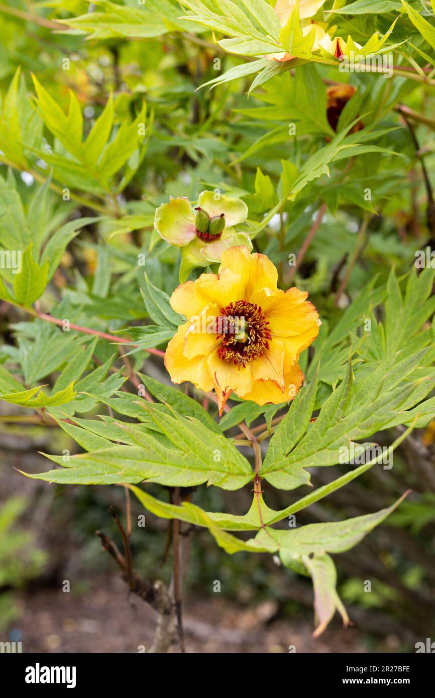 Paeonia delavayi anne rosse hi-res stock photography and images - Alamy