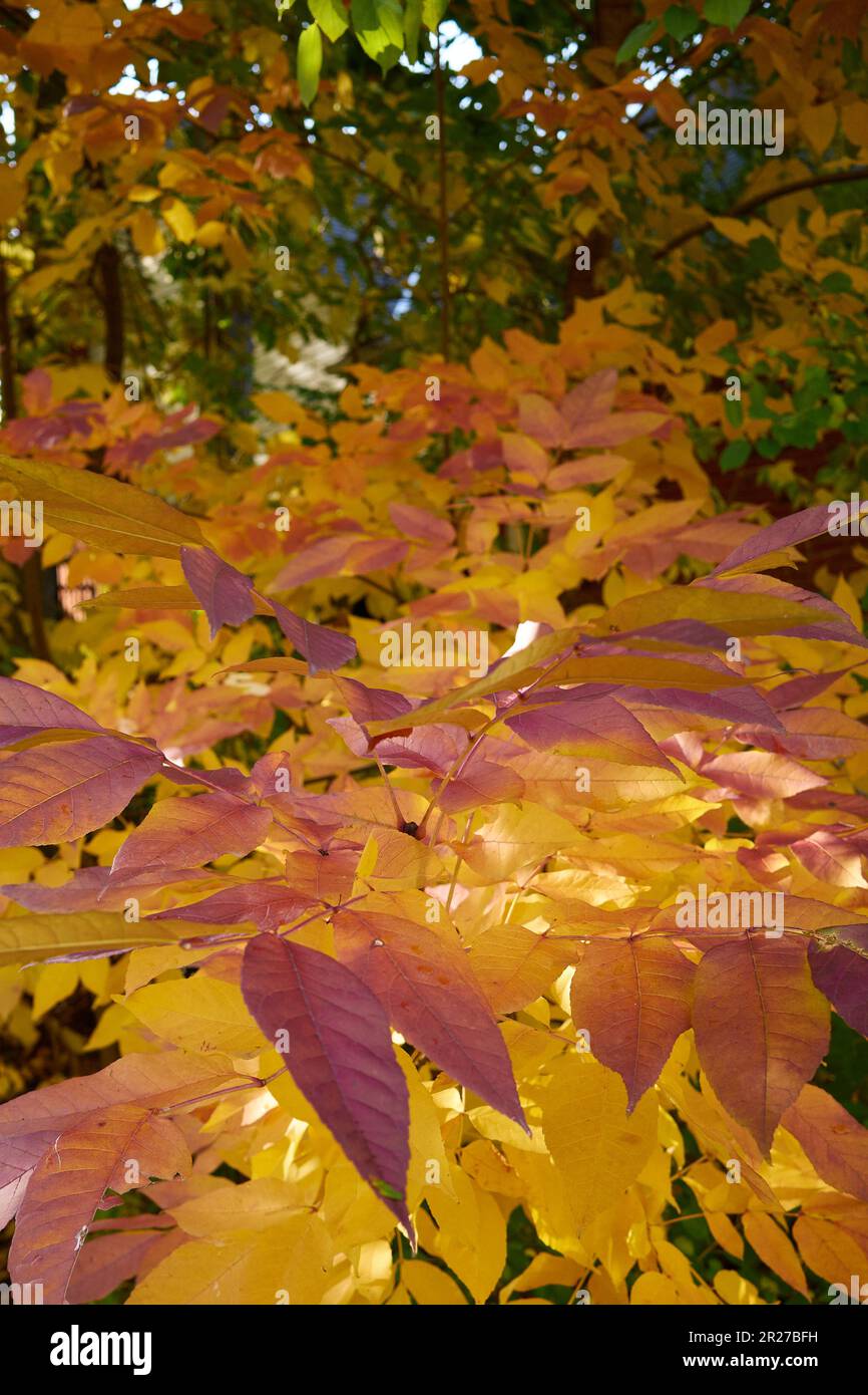 Colorful Fall Foliage in Ontario Canada October Stock Photo - Alamy