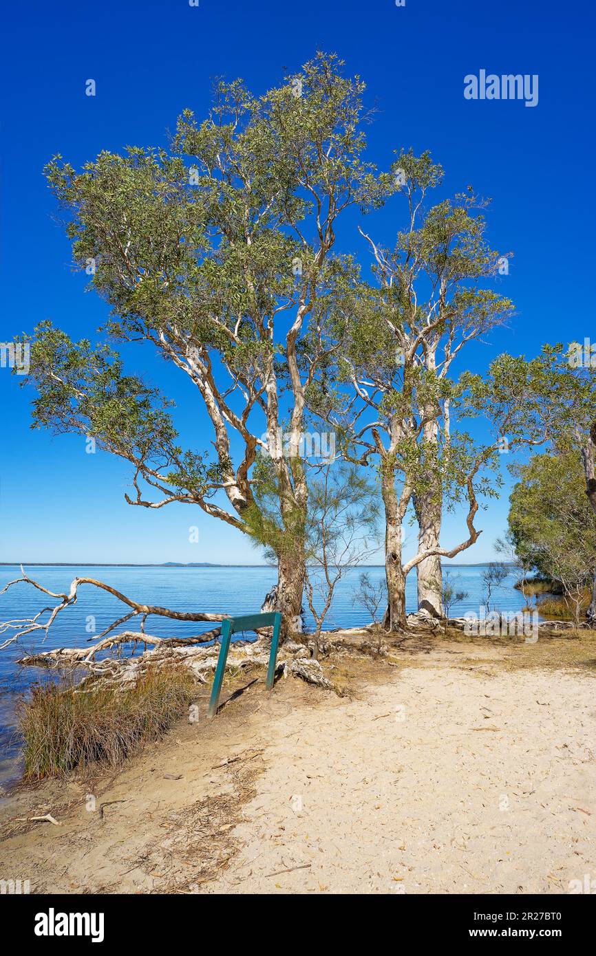 Australian melaleuca tree everglades hi-res stock photography and images - Alamy