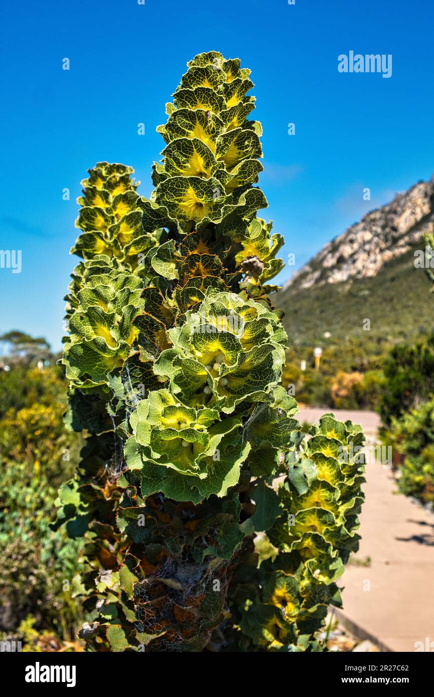 Hakea victoria (royal hakea), a rare shrub endemic to Fitzgerald River ...