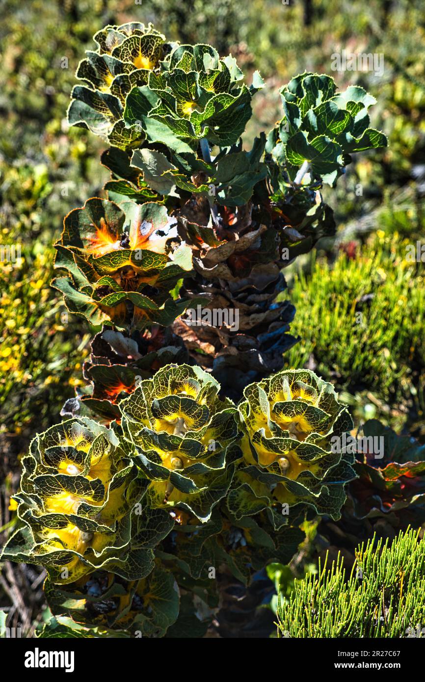 Hakea victoria (royal or lantern hakea), noted for its ornamental ...