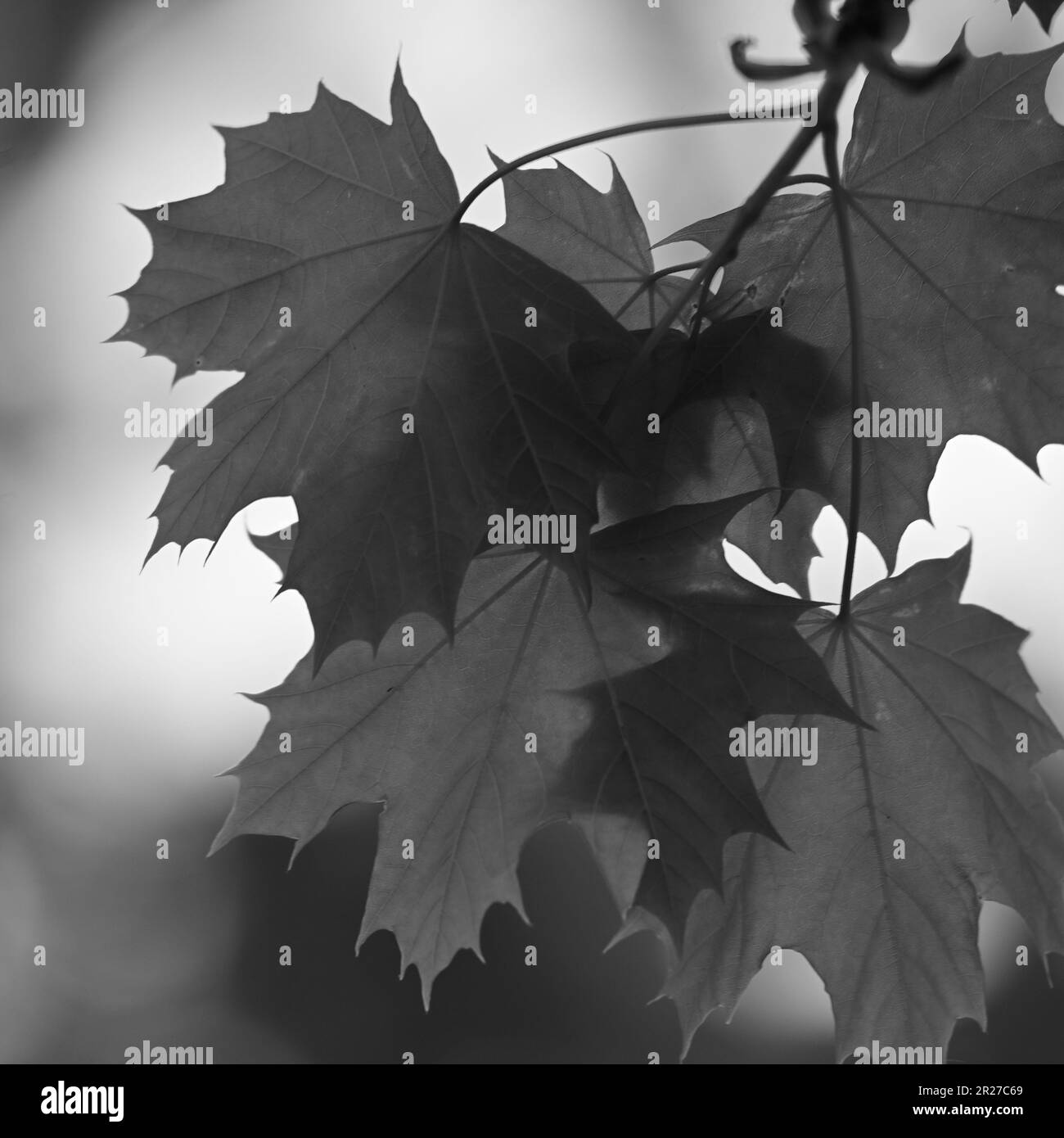 Beauty cherry blossom trees Black and White Stock Photos & Images - Alamy