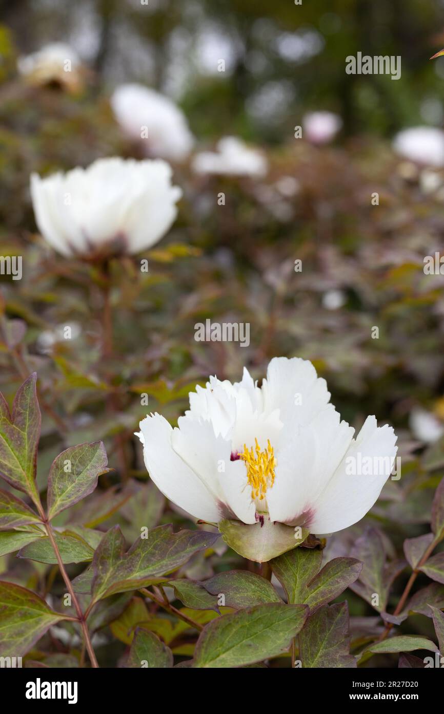 Paeonia rockii 'yu xi ying yu' Stock Photo - Alamy