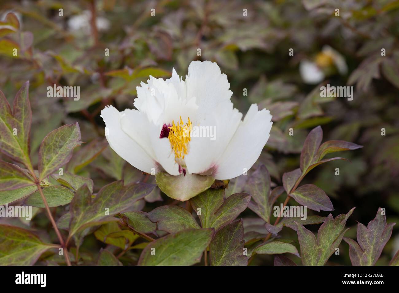 Paeonia rockii 'yu xi ying yu' Stock Photo - Alamy