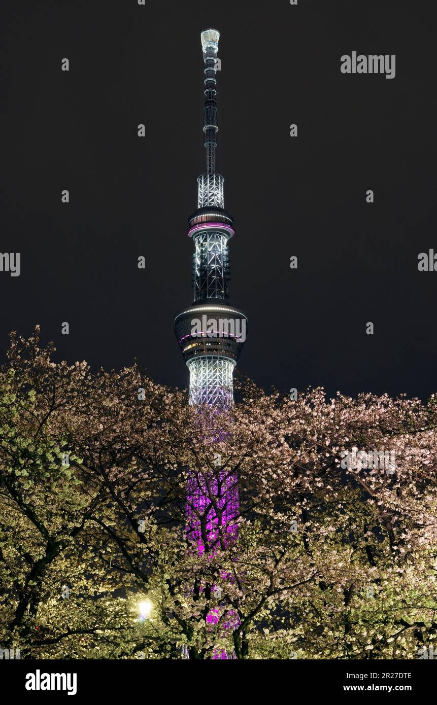 Night night view of cherry blossoms at Sumida Park and Tokyo Sky Tree ...
