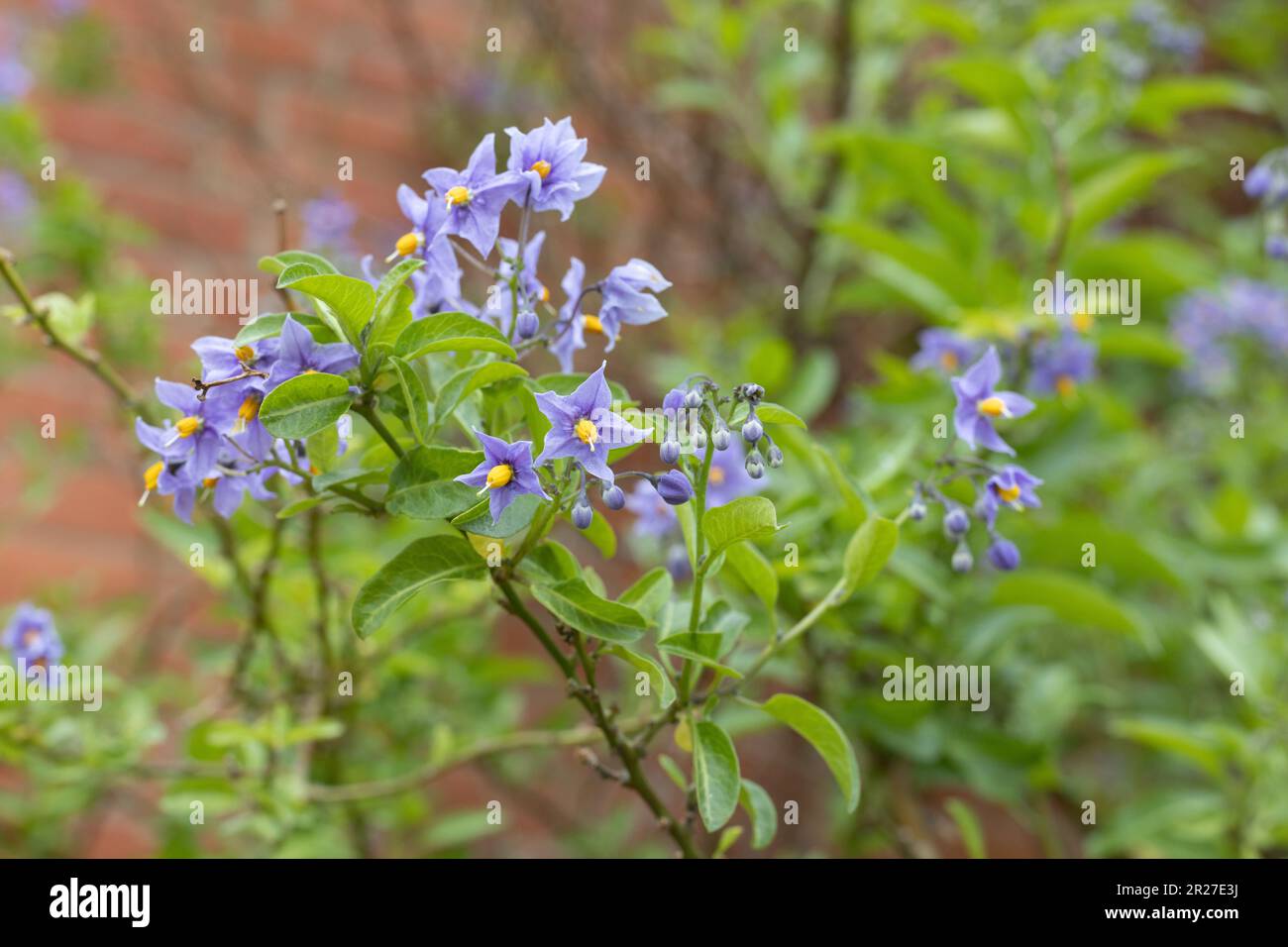 Agapanthus 'Aphrodite' flowers Stock Photo - Alamy