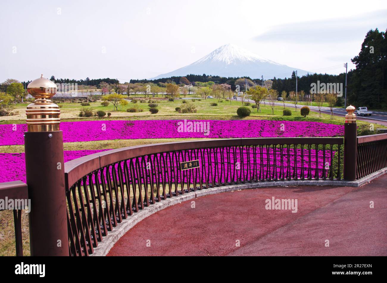 Moss pink and Mt. Fuji Stock Photo - Alamy