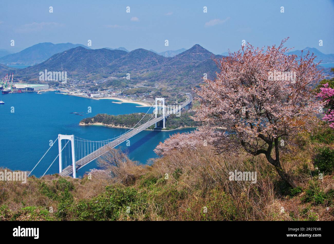 Hakata-?shima bridge and cherry blossoms Stock Photo - Alamy