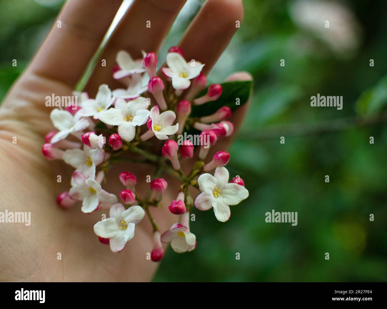 Closeup of Viburnum tinus,laurustinus, laurustine or laurestine Stock ...