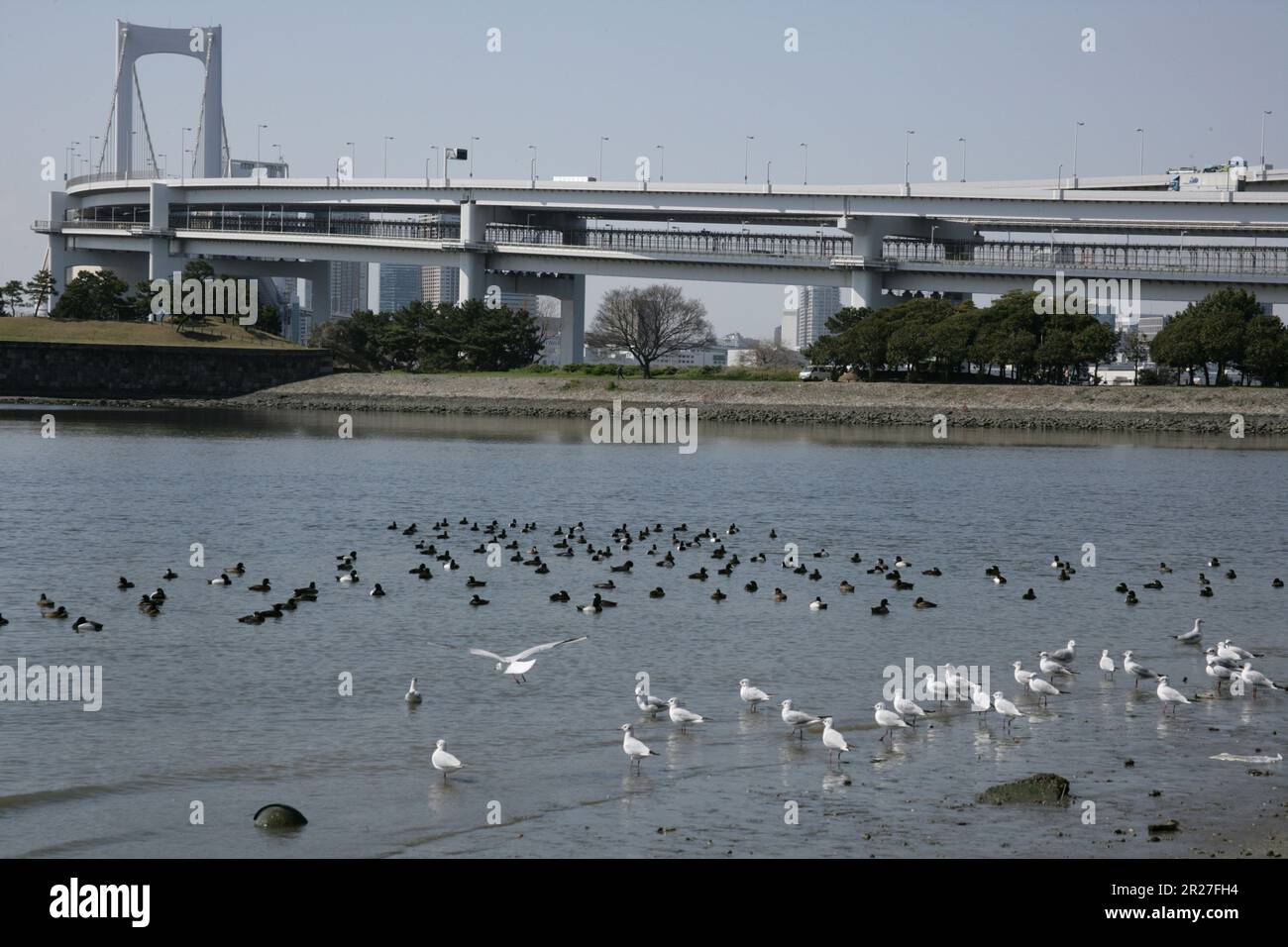 Birds and rainbow hi-res stock photography and images - Alamy