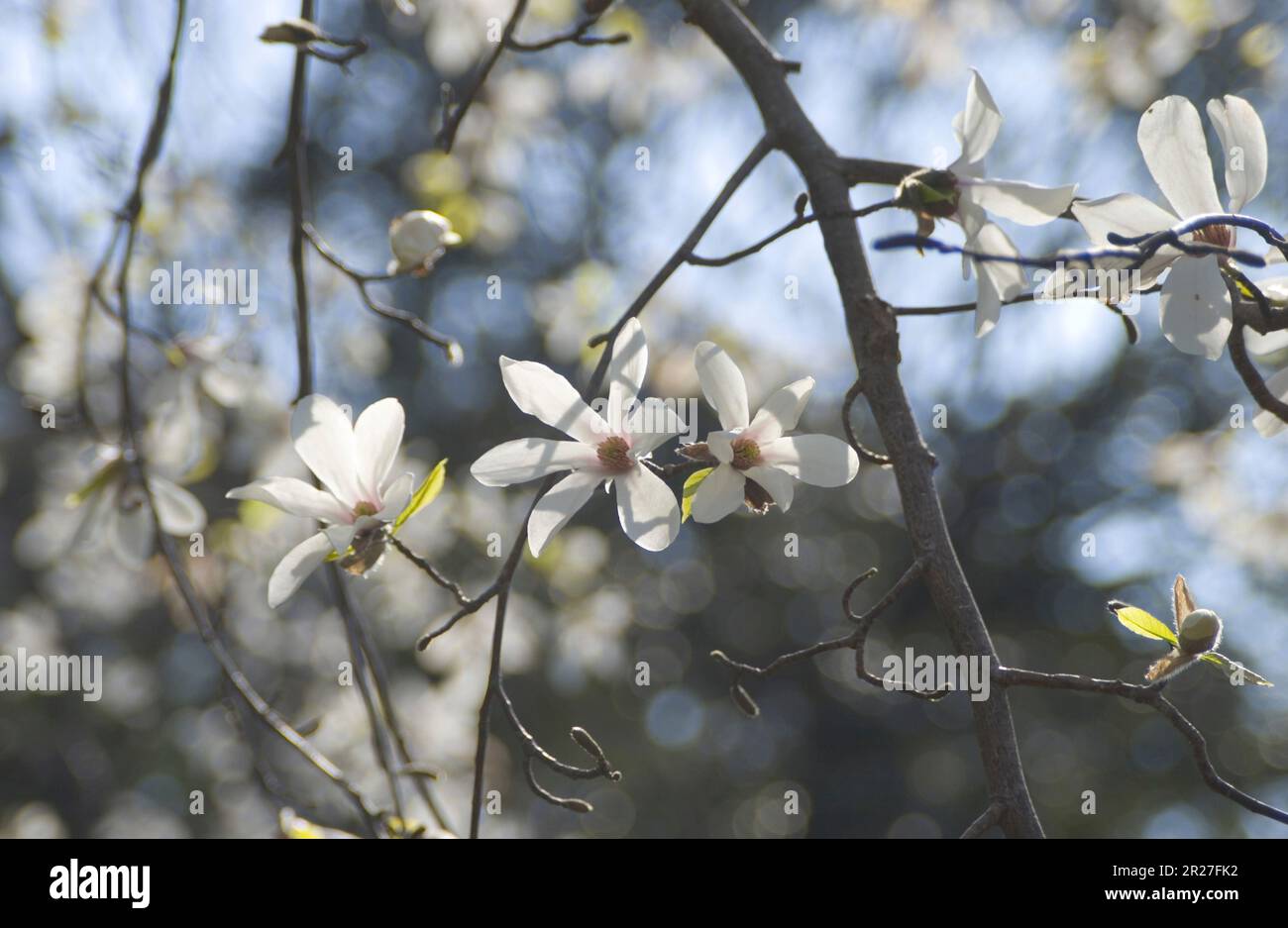 Kobushi japan hi-res stock photography and images - Alamy