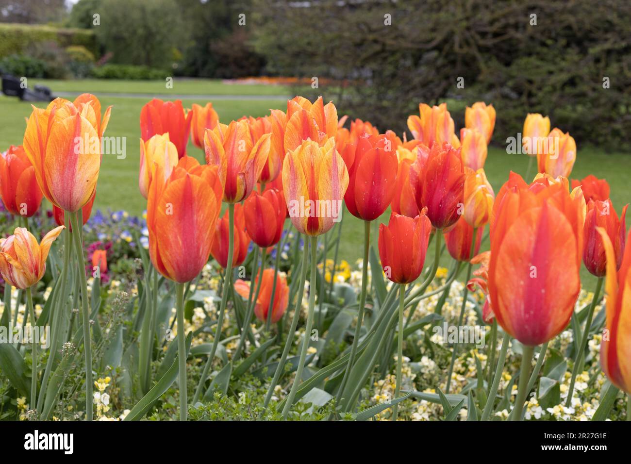 Tulipa 'El Nino' together with wallflower 'white dame' Stock Photo - Alamy
