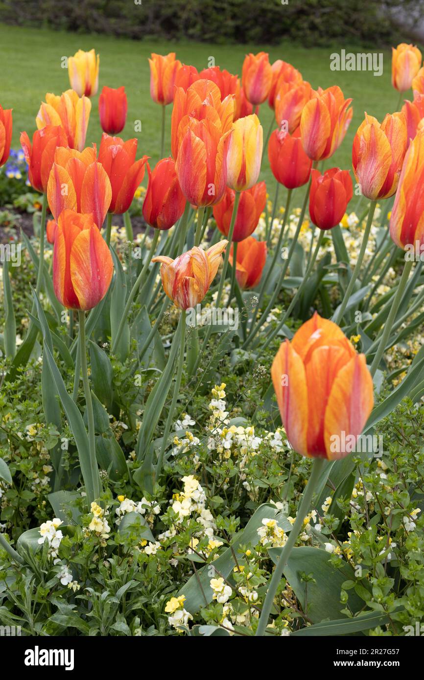 Tulipa 'El Nino' together with wallflower 'white dame' Stock Photo - Alamy