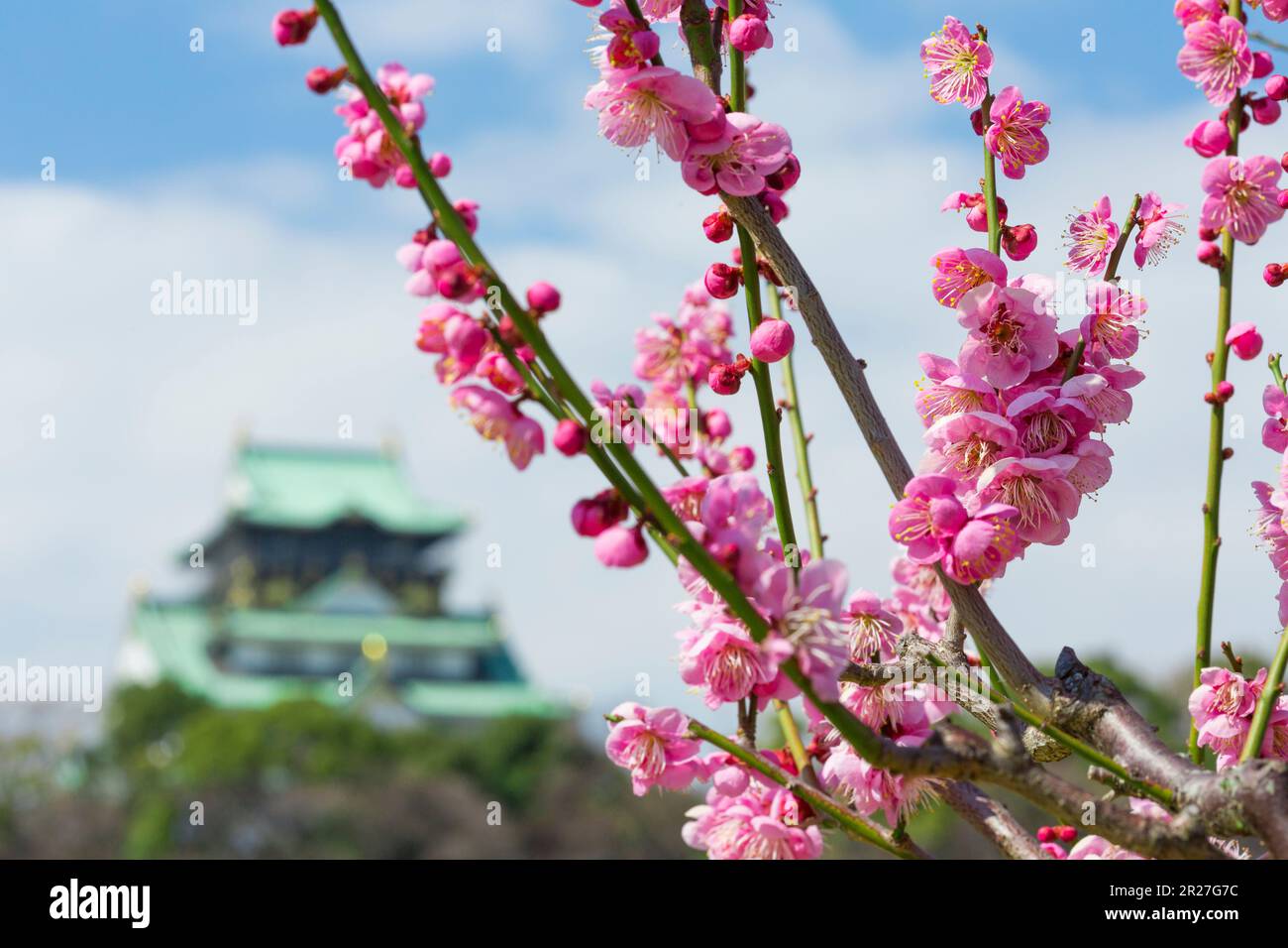 Osaka Castle and Red Plum Stock Photo - Alamy
