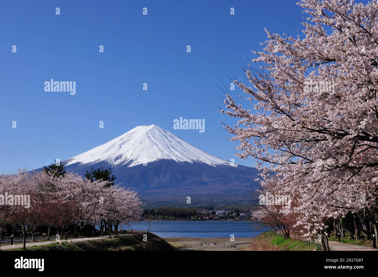 Fuji and Sakura Stock Photo - Alamy