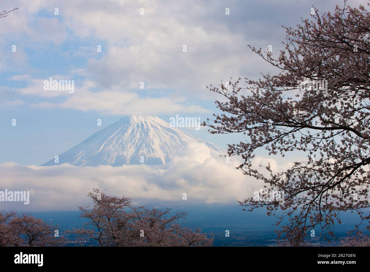Japan mt fuji cherry blossom hi-res stock photography and images - Alamy