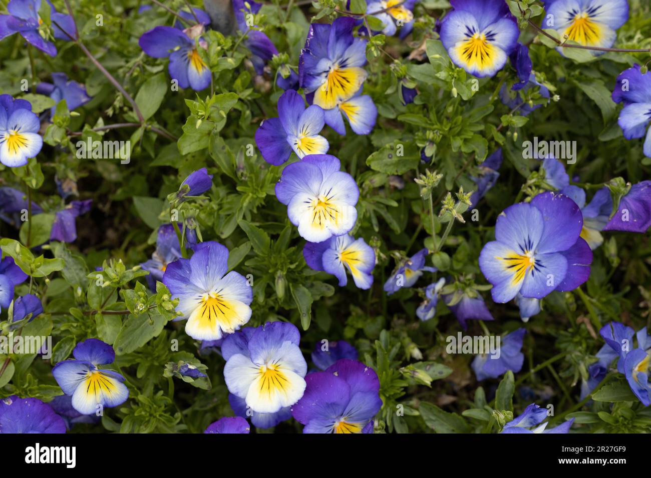 Viola wittrokiana hi-res stock photography and images - Alamy