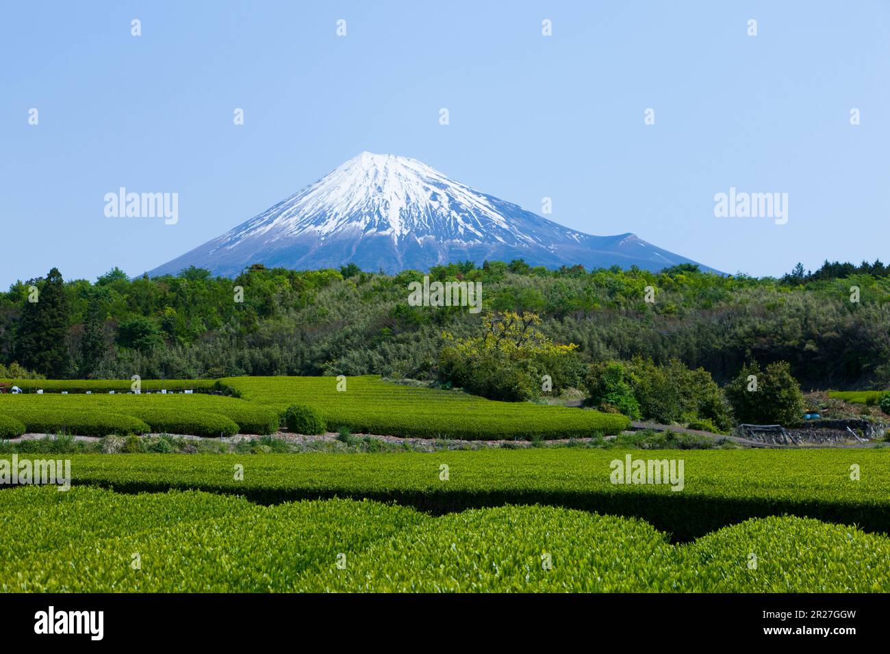Tea Plantations and Mount Fuji Stock Photo - Alamy
