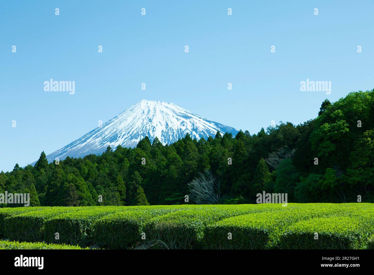 Tea Plantations and Mount Fuji Stock Photo - Alamy