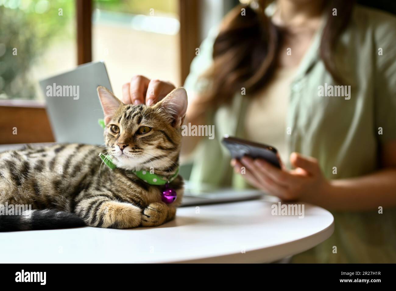 Girl petting a kitten hi-res stock photography and images - Alamy