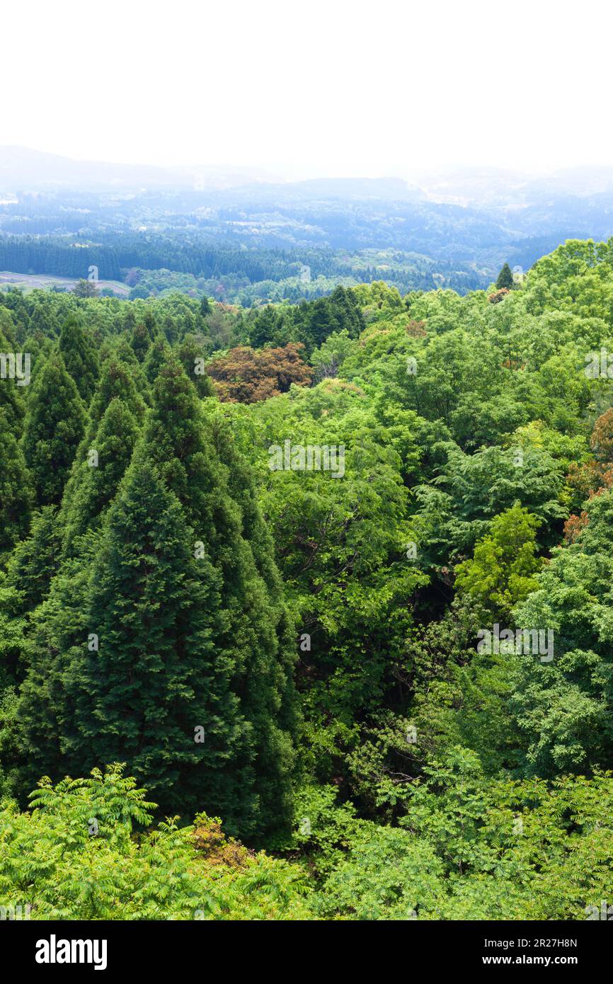 Forests of Ebino Kogen Stock Photo - Alamy