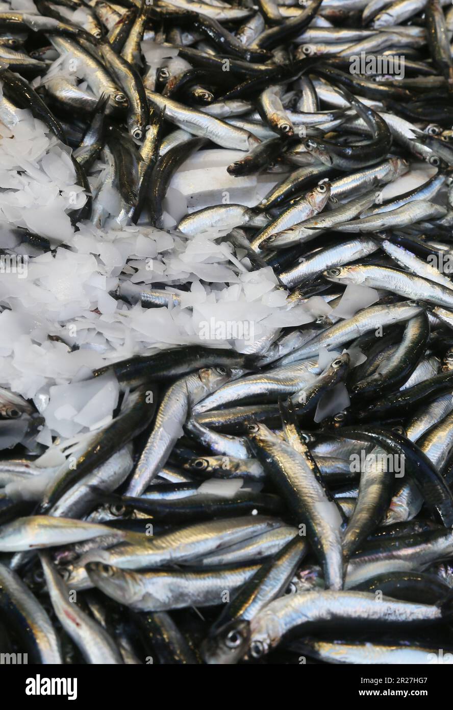 Black sea hamsi hi-res stock photography and images - Alamy