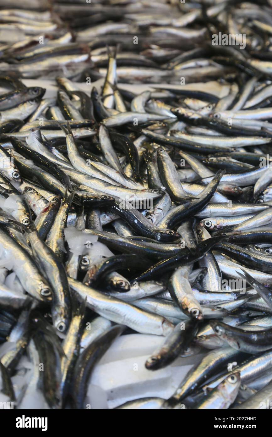 Raw anchovies (Turkish: Hamsi) on the fish counter Stock Photo - Alamy
