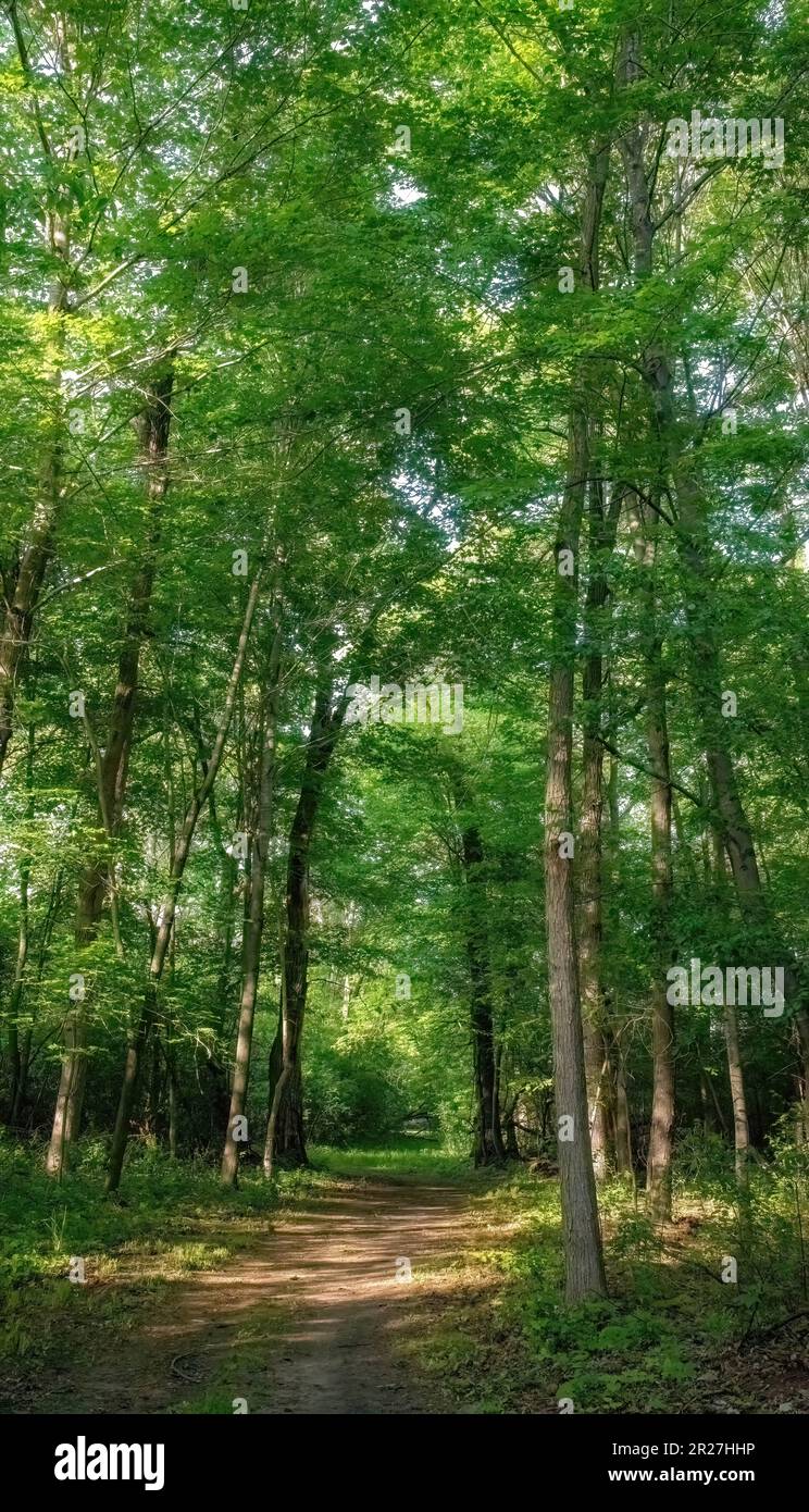 Shadows on the path through a woods on a beautiful spring afternoon in ...