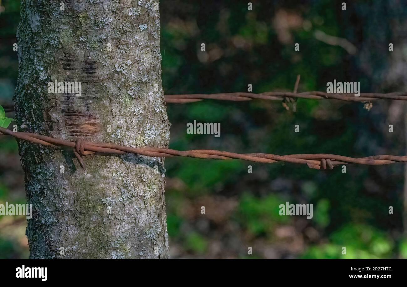 Barbed wire and tree hi-res stock photography and images - Alamy