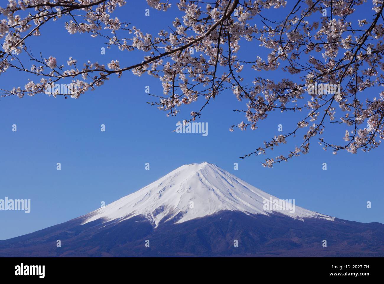 Fuji and Sakura Stock Photo - Alamy