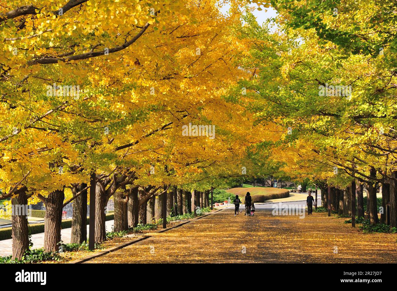 Row of ginkgo trees Stock Photo - Alamy