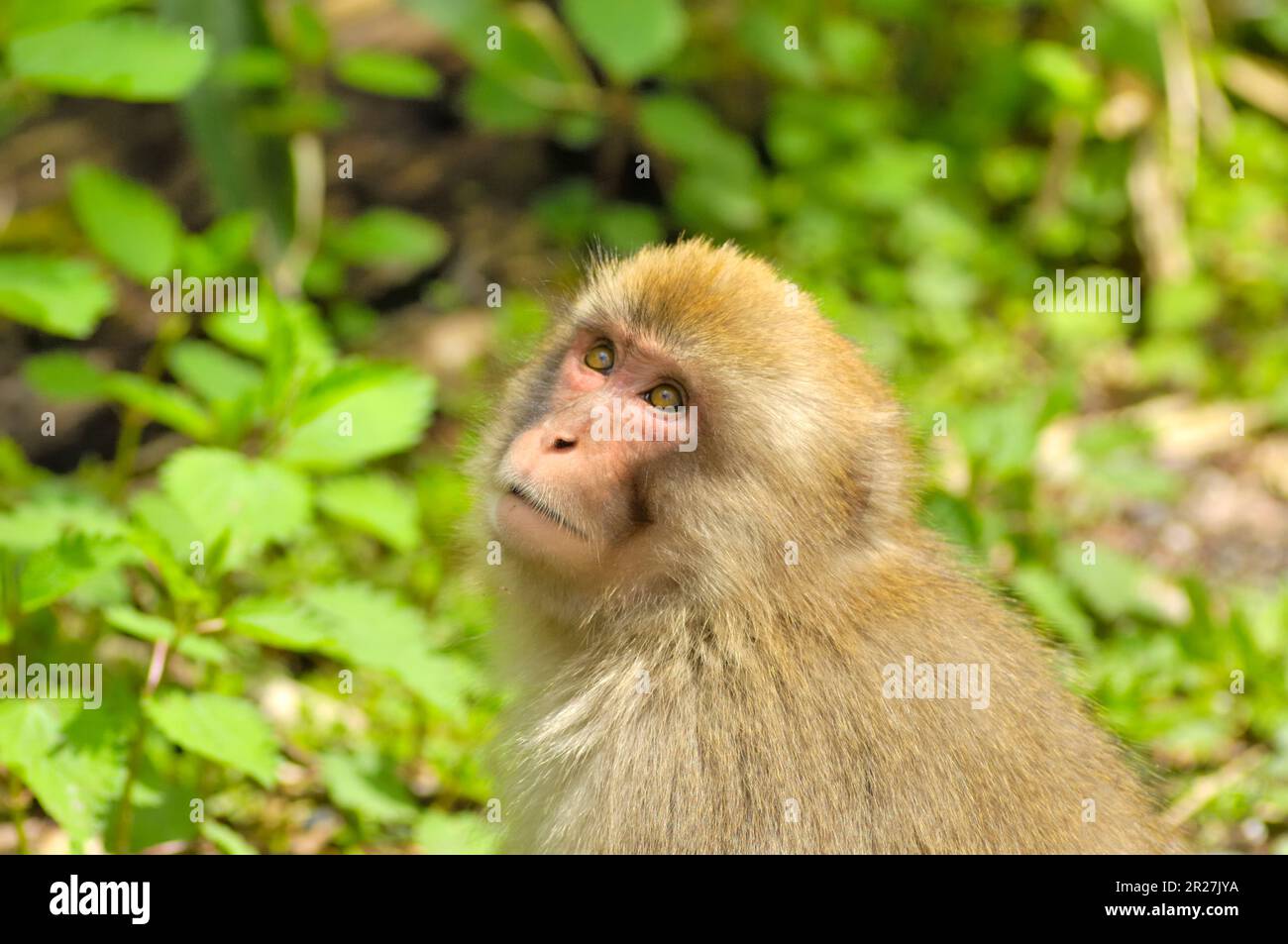 Monkey outdoors hi-res stock photography and images - Alamy