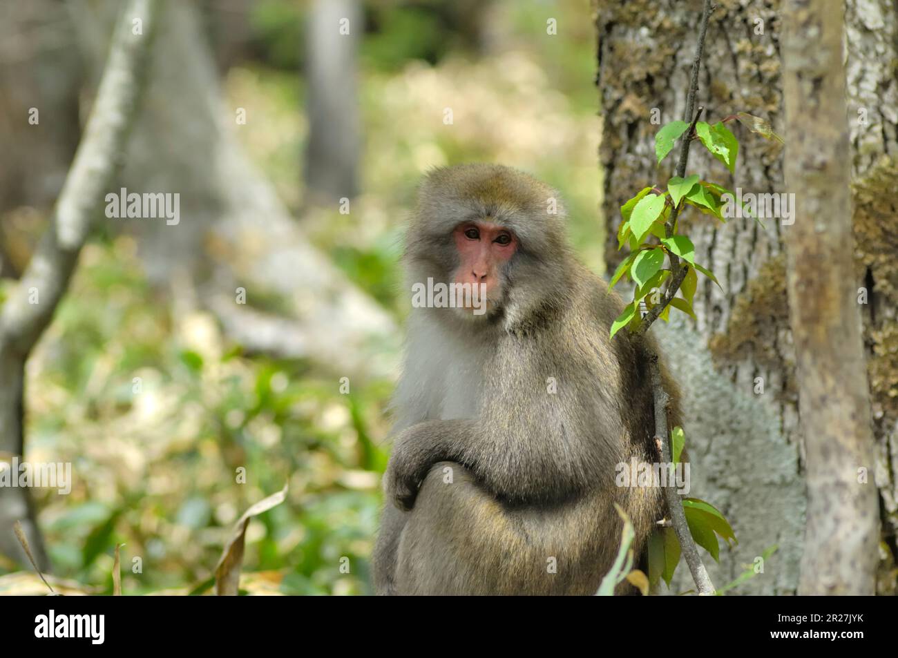 Monkeyese monkey hi-res stock photography and images - Alamy