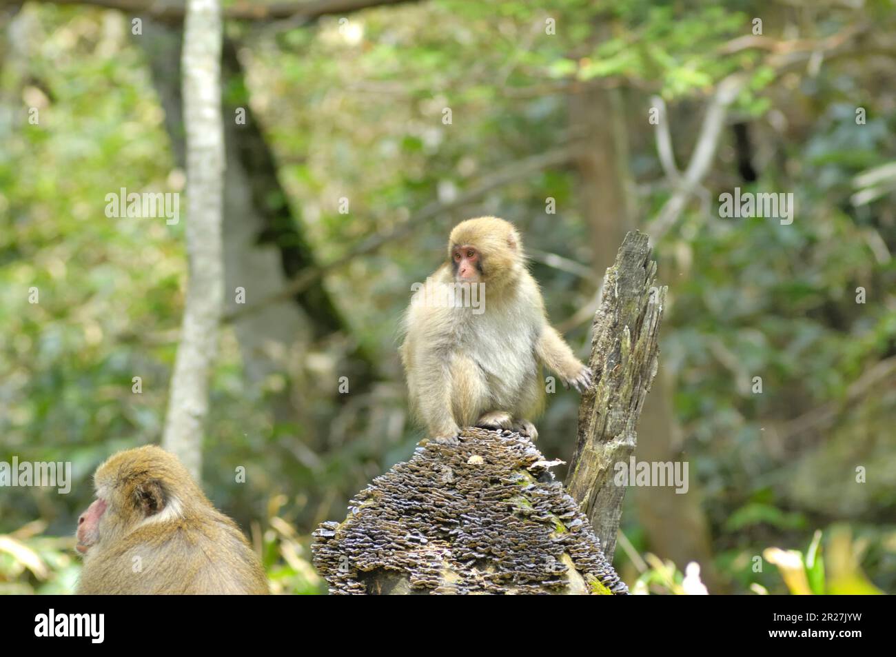 Monkeyese monkey hi-res stock photography and images - Alamy