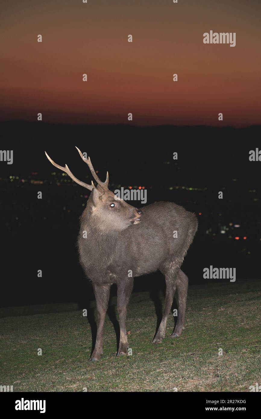 Deer of Mount Wakakusayama Stock Photo - Alamy