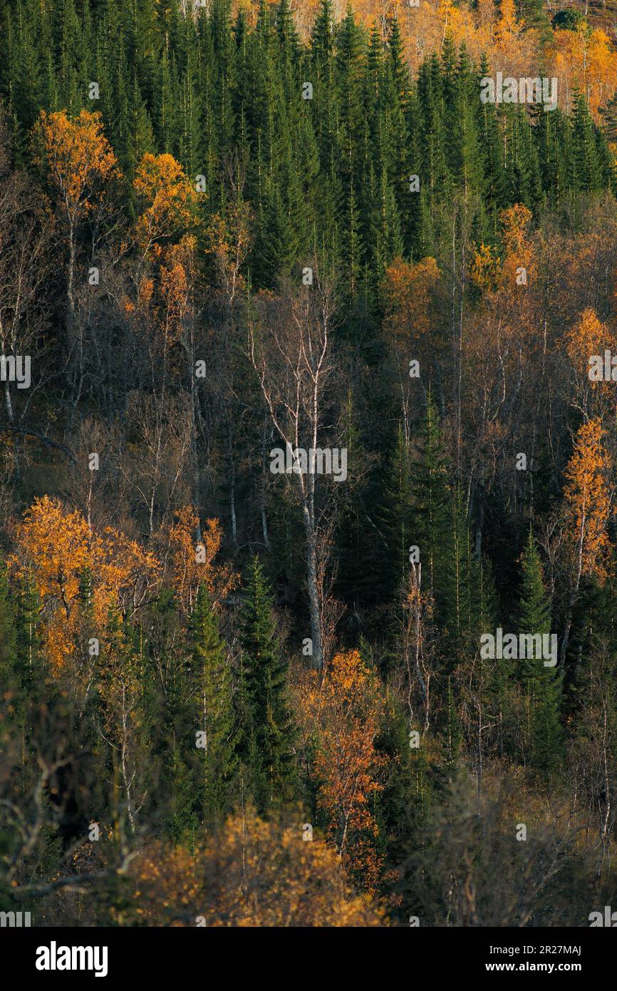 autumn woodland landscape in arctic northern norway with one dead birch ...