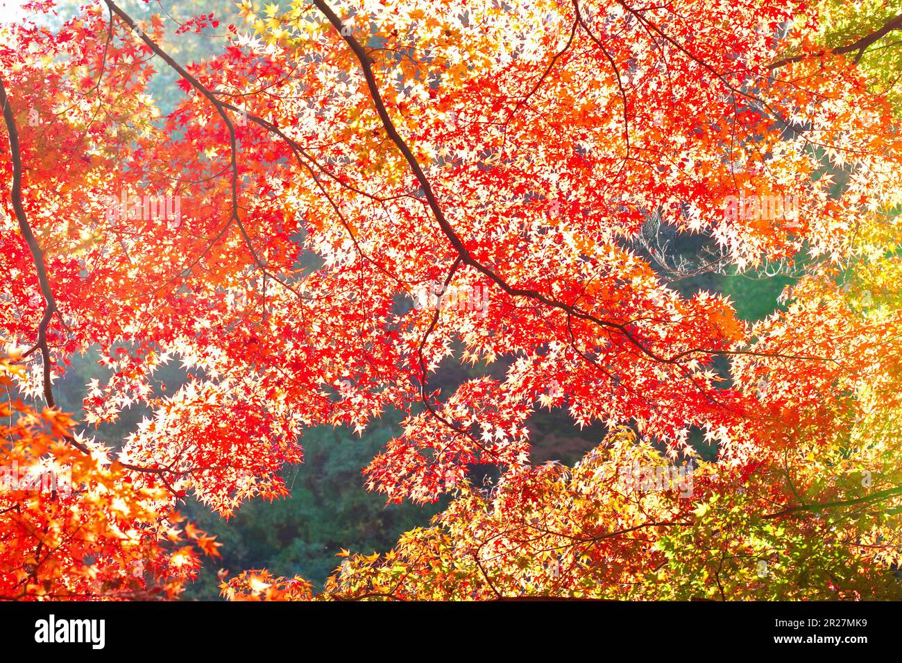 Plural leaves hi-res stock photography and images - Alamy