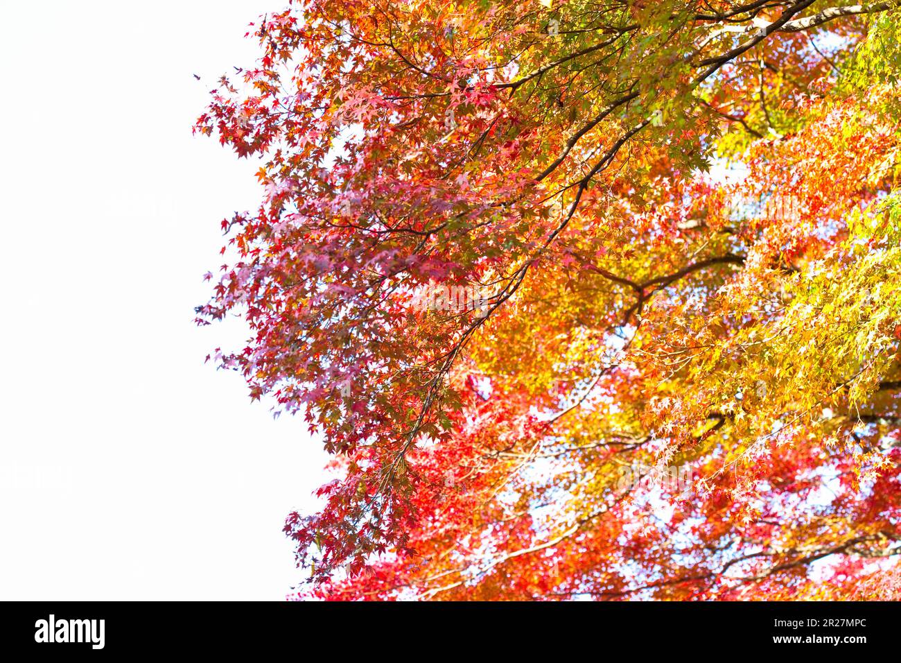 Plural leaves hi-res stock photography and images - Alamy