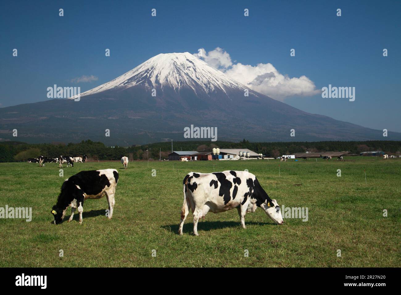 Mt.Fuji and ranch cattle Stock Photo - Alamy