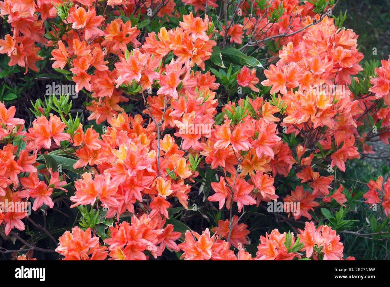 Shiga Kogen’s Japanese azalea Stock Photo - Alamy