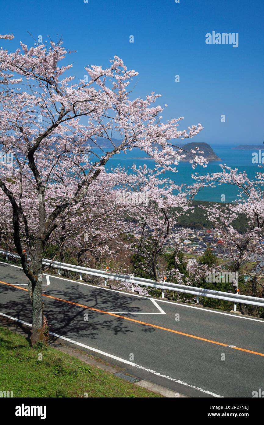 Cherry trees blooming along Kagamiyama driveway and a rainbow over ...