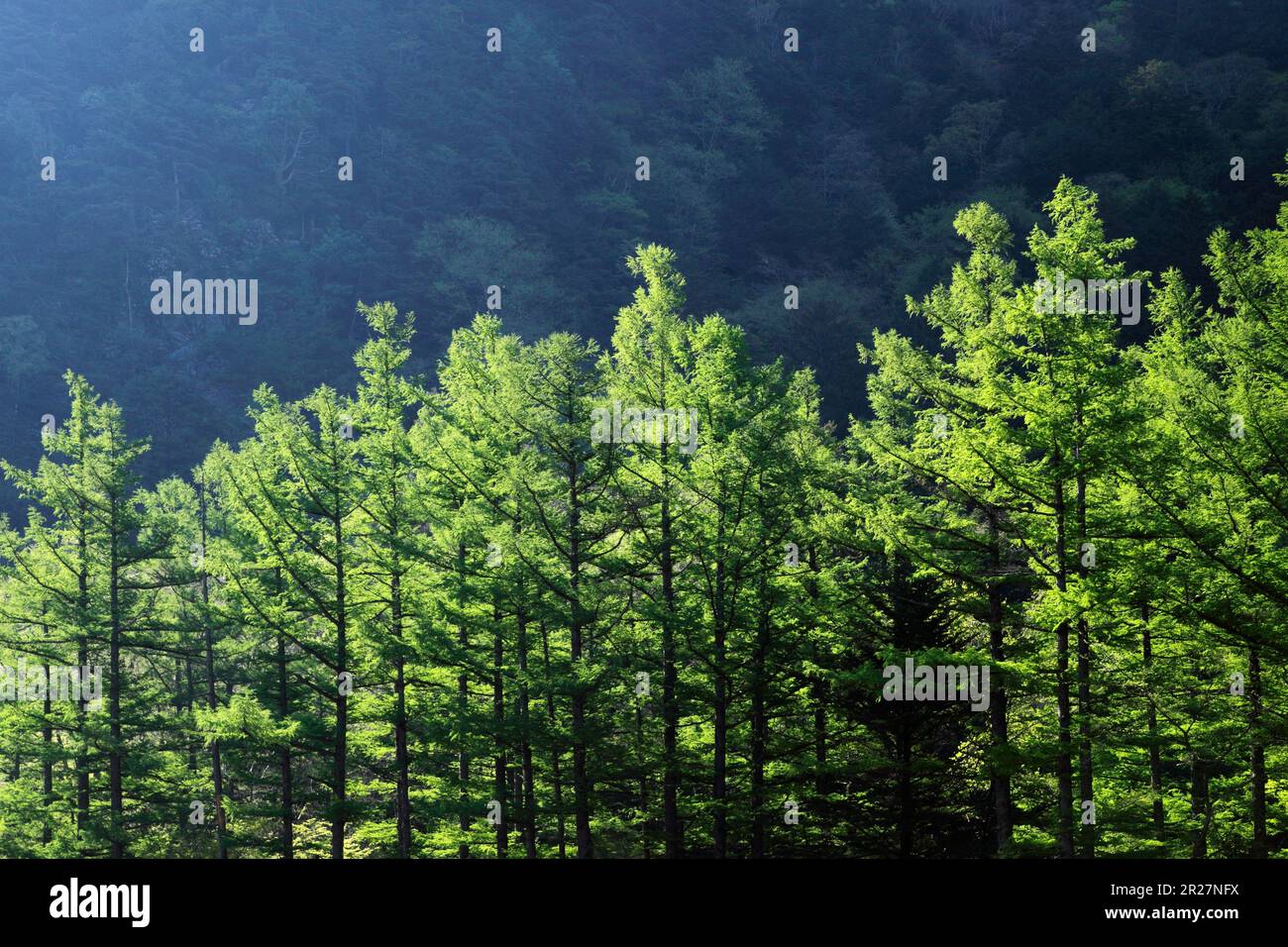 Japanese larch trees hi-res stock photography and images - Alamy