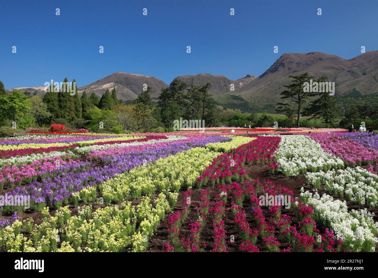 Kuju flower park's flower garden and Kuju Moountain Range Stock Photo ...