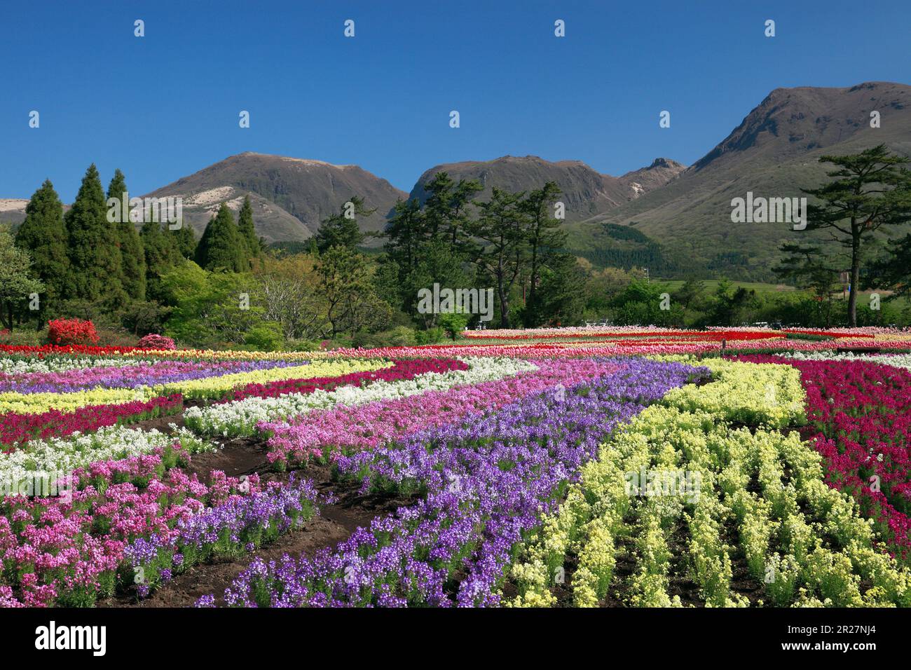 Kuju flower park's flower garden and Kuju Moountain Range Stock Photo ...
