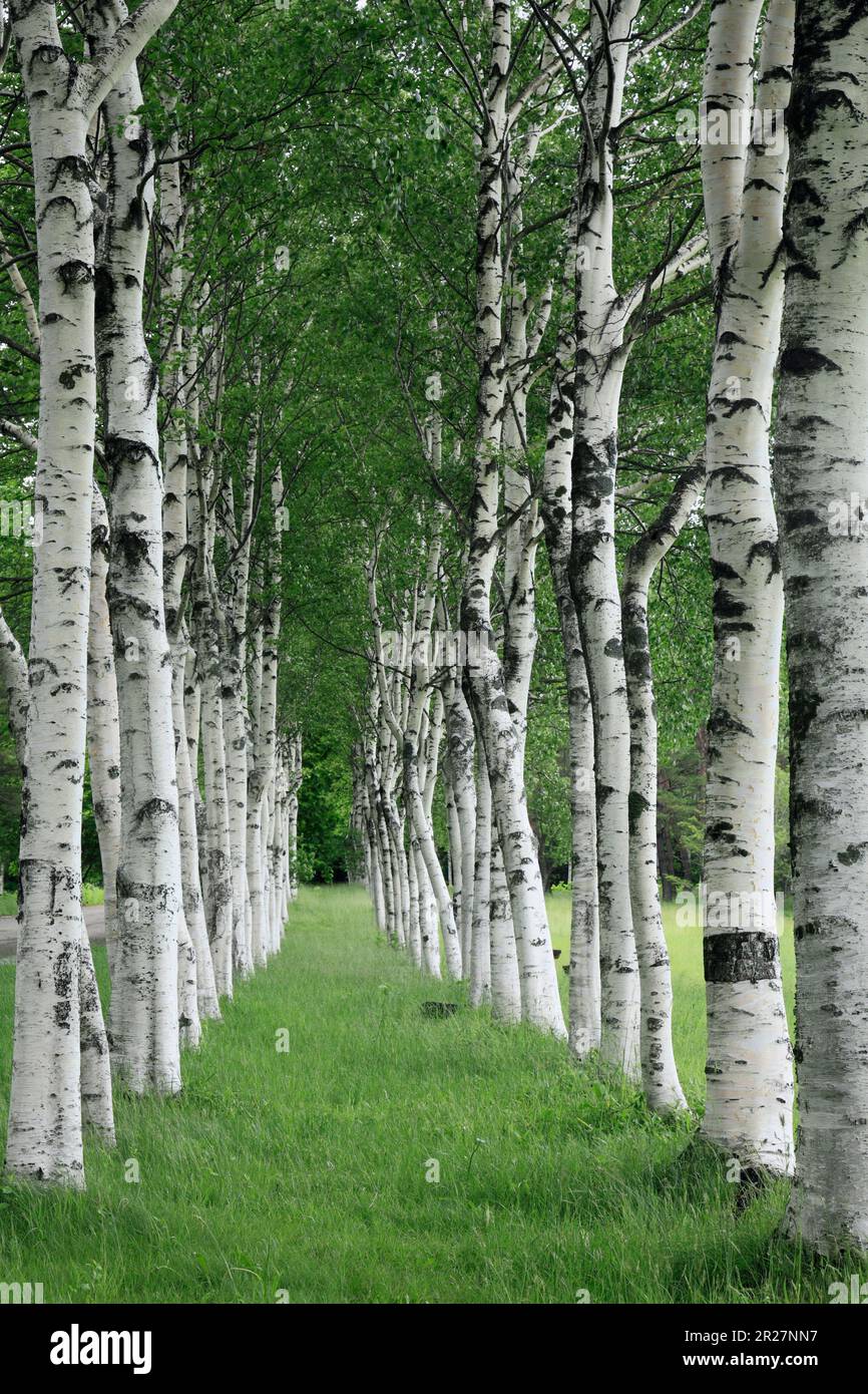 Juneese white birch hi-res stock photography and images - Alamy