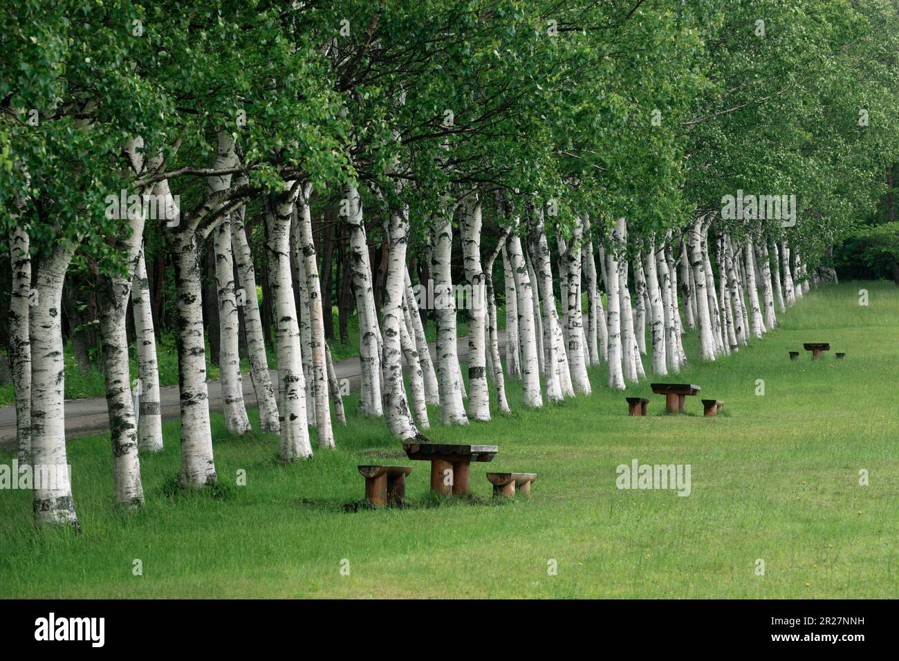 Birch bench hi-res stock photography and images - Alamy