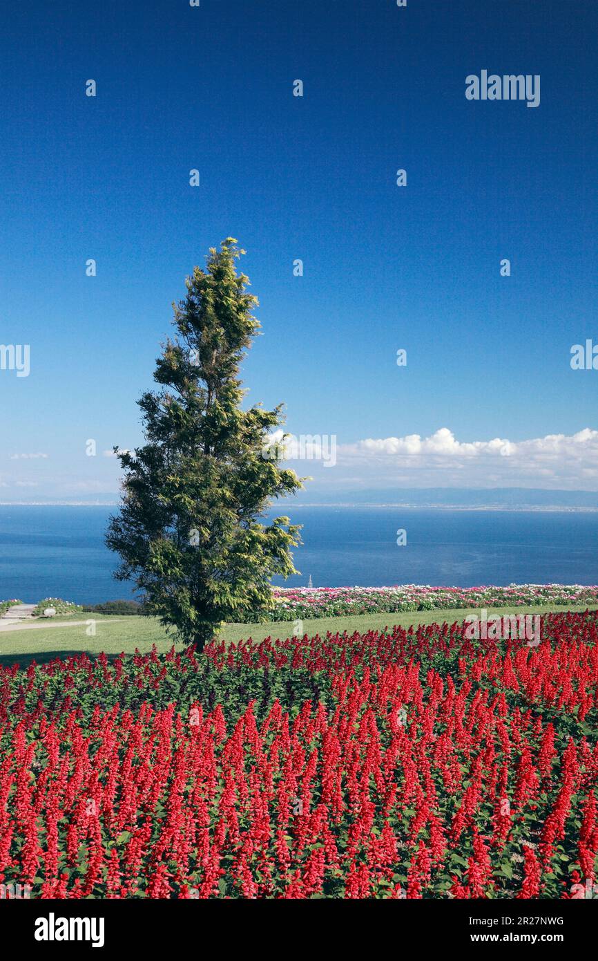 Flowering plants Salvia splendens blooming at Awaji hana sajiki (flower ...